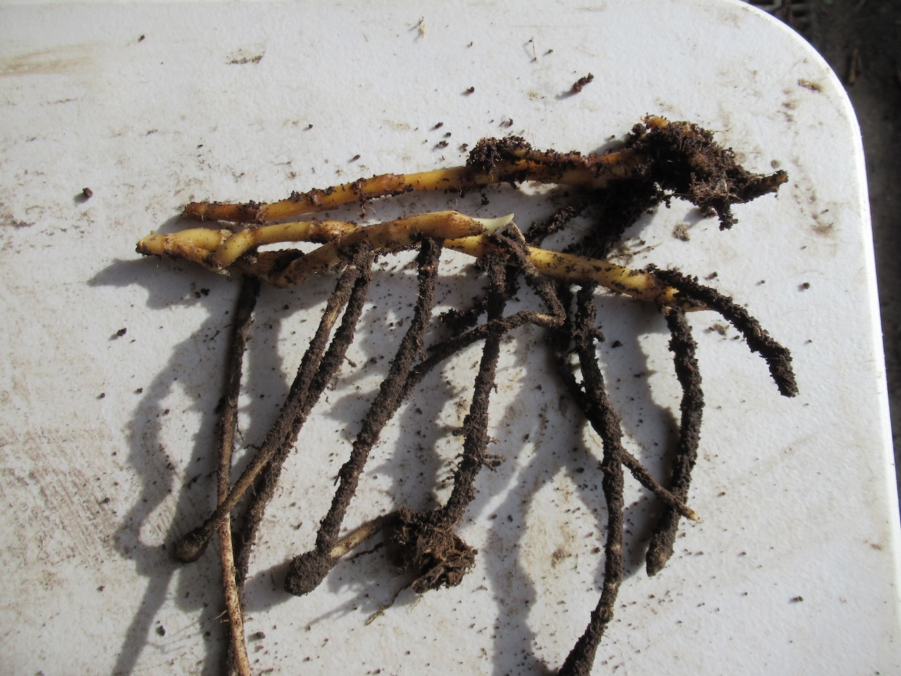 Myoga Ginger Root with Shoots